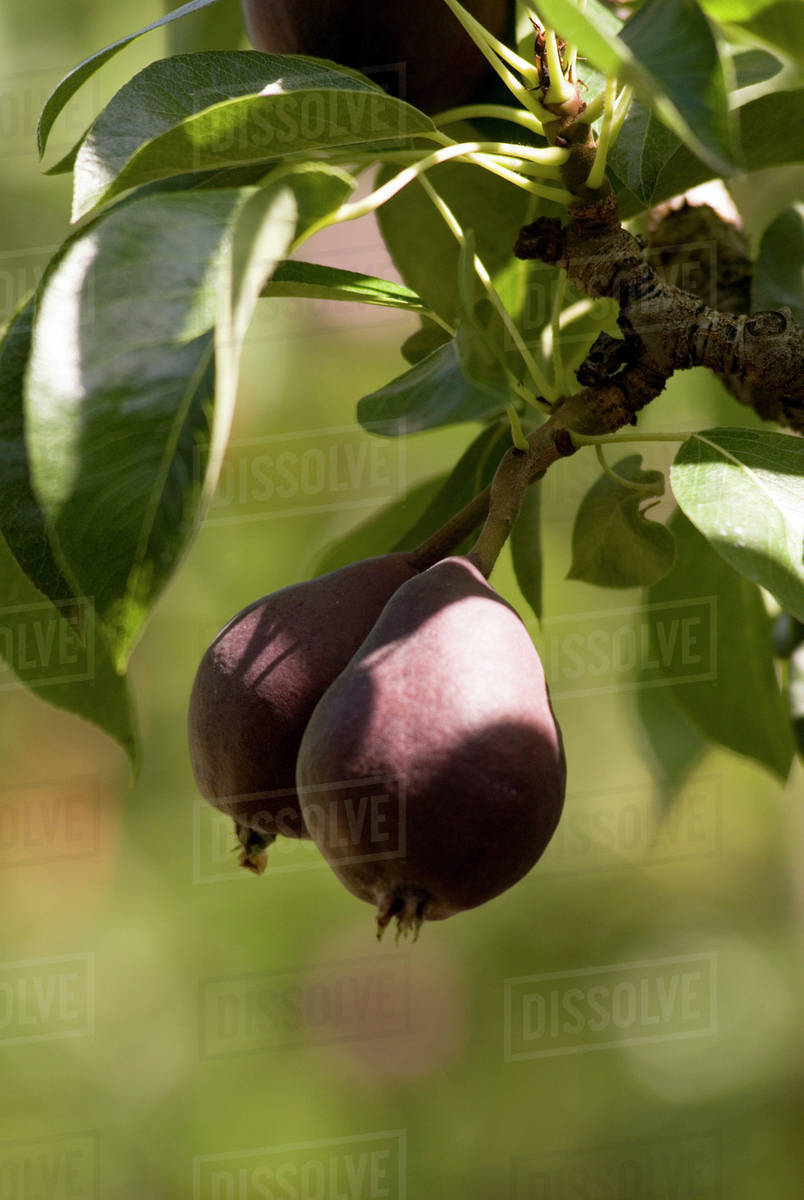 Red Pears In Orchard, Okanagan Centre, Bc Canada - Stock Photo - Dissolve
