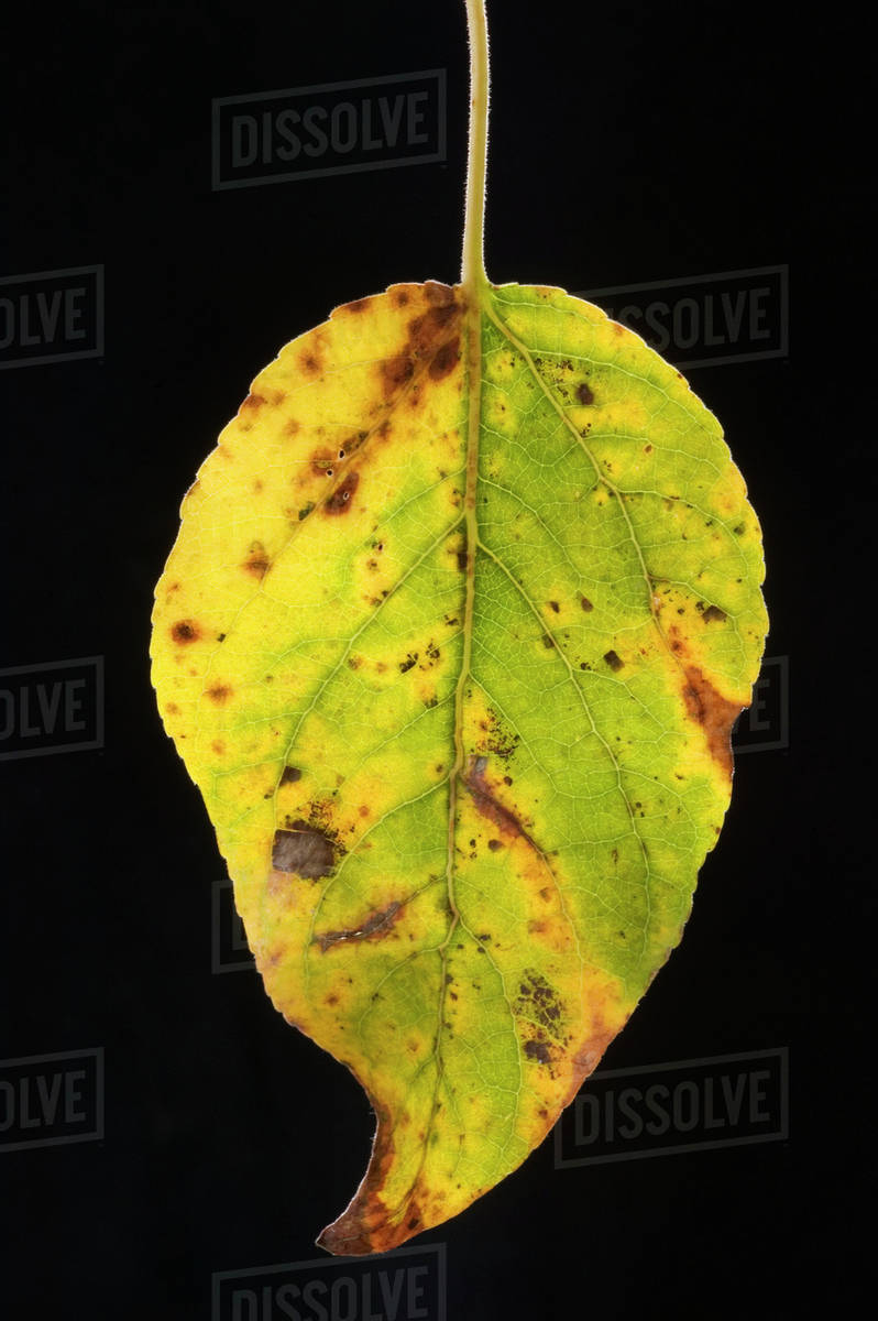 Balsam Poplar Leaf In Fall, Alberta, Canada - Stock Photo - Dissolve