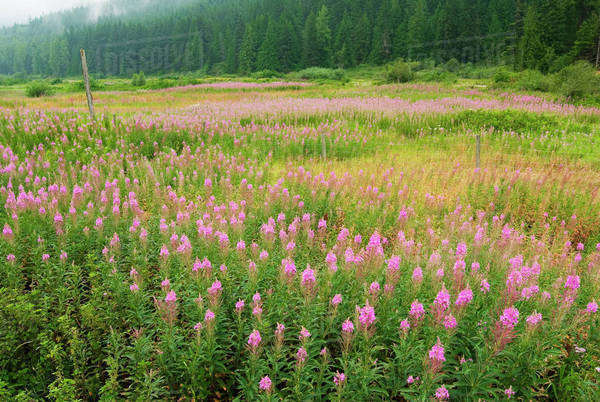 Field Of Fireweed Flowers. Sunshine Valley, Bc. - Royalty-free Stock ...