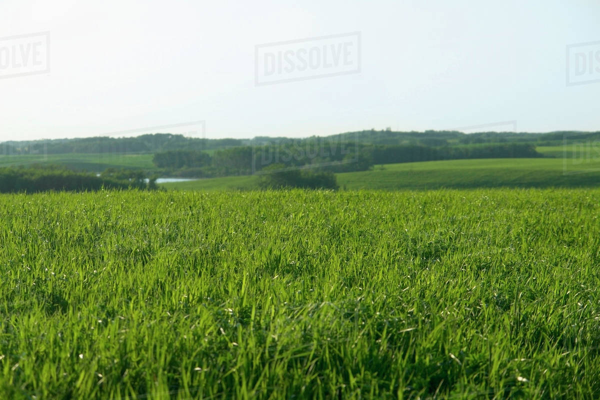 Long Grass And Gently Rolling Green Field; Canada, Manitoba, Erickson ...