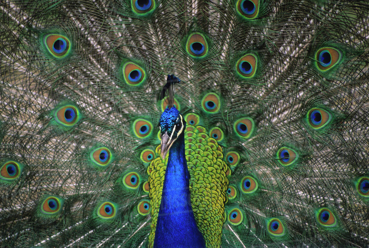 Peacock In Open Feathers, Victoria, Bc Canada - Royalty-free Stock ...