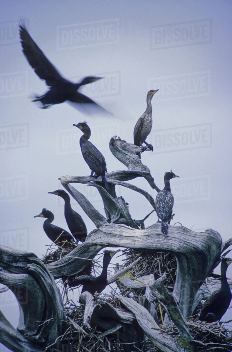 Cormorants Fly Above Driftwood, Grey Sky, Galiano Island, Bc - Stock ...