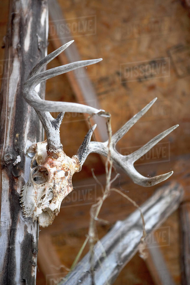 Hunting Trophy Of Antlers Hanging On Wall Of Hunting Cabin, Alberta ...