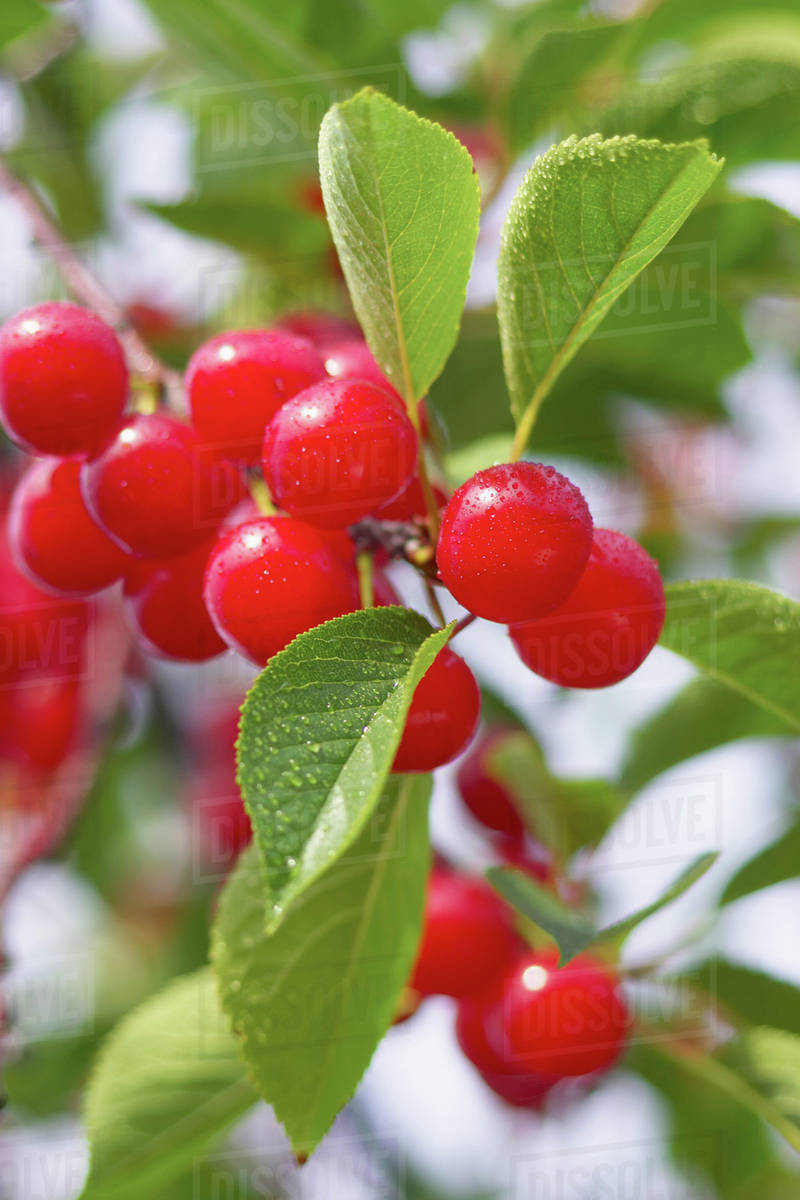 Cluster Of Red Cherries On The Tree, Ontario - Royalty-free Stock Photo ...
