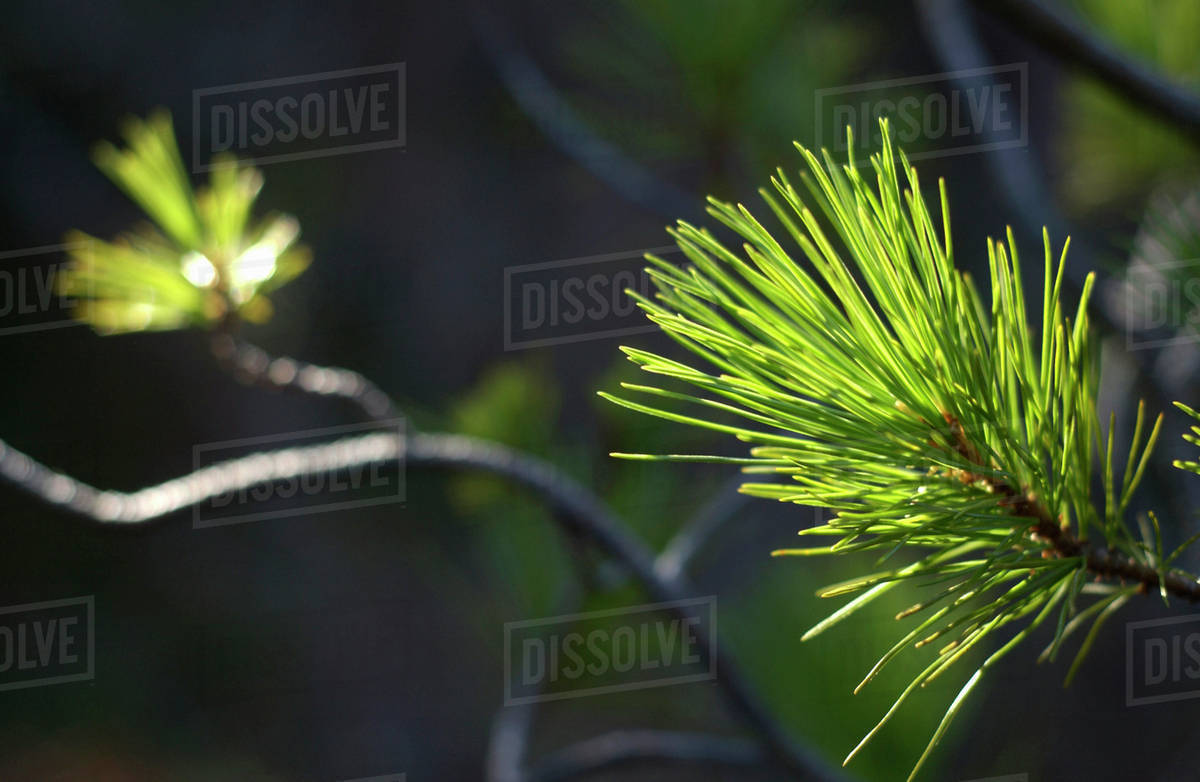 Lodgepole Pine (Pinus Contorta Var. Latfolia) Needles Glowing In ...