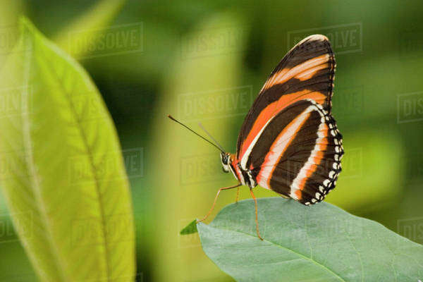 Banded Orange Heliconian Butterfly (Dryadula Phaetusa) Resting On Leaf ...