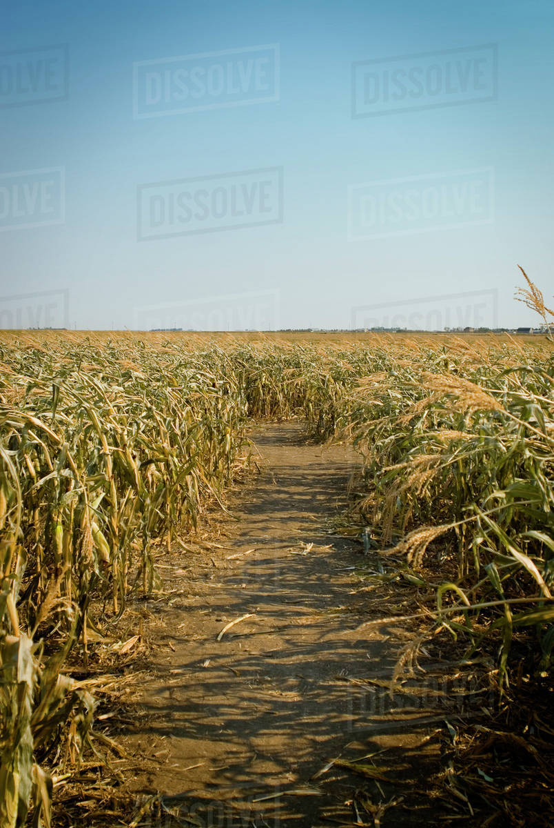 Autumn; Path In A Corn Maze, Just Outside Regina, Saskatchewan ...