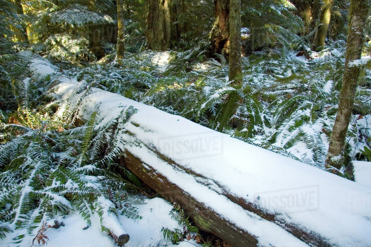 Snowy Trees Of Old Growth Forest In Cathedral Grove In Macmillan ...