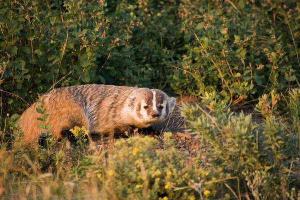 American Badger In Rocky Mountain Foothills, Waterton Lakes National ...