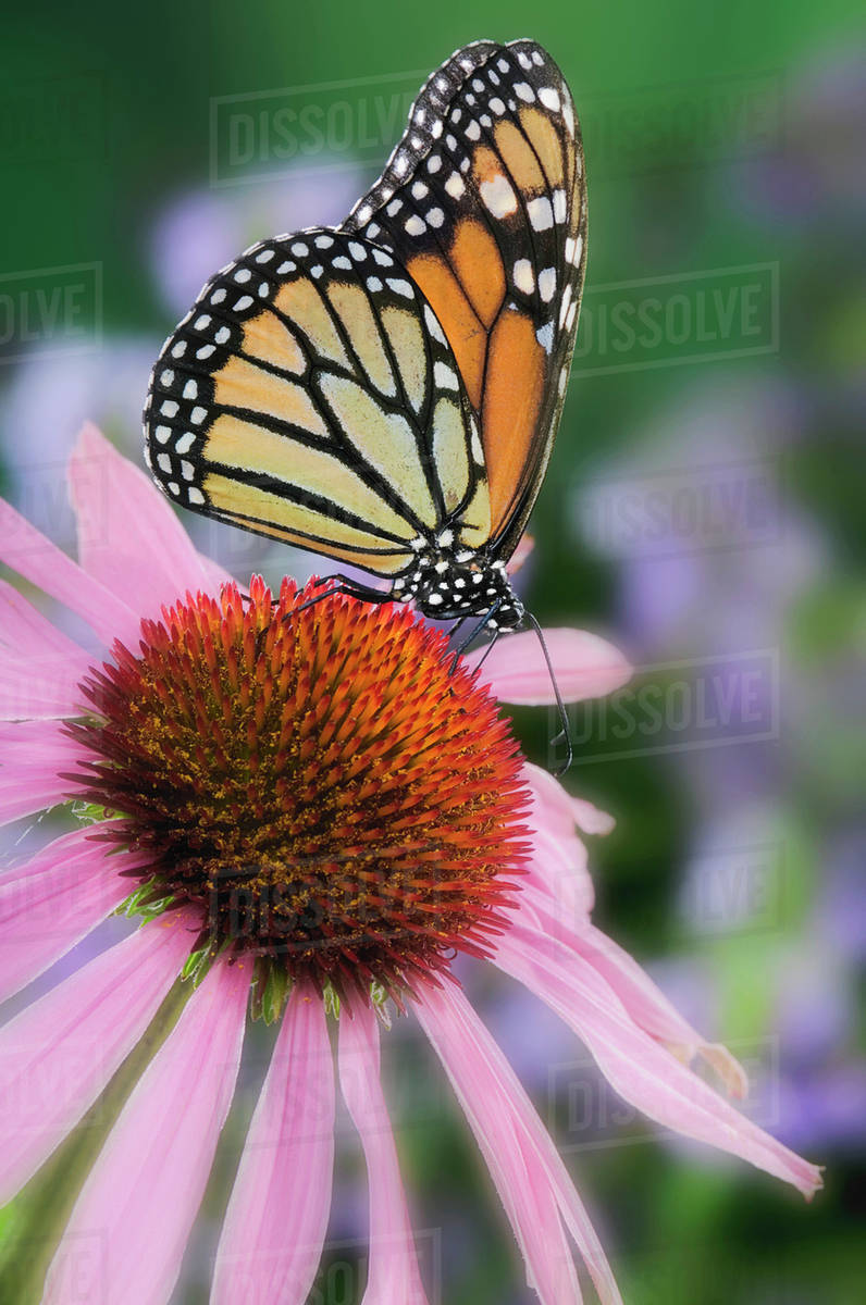 Monarch Butterfly Feeding On Coneflower. Dartmouth, Nova Scotia ...