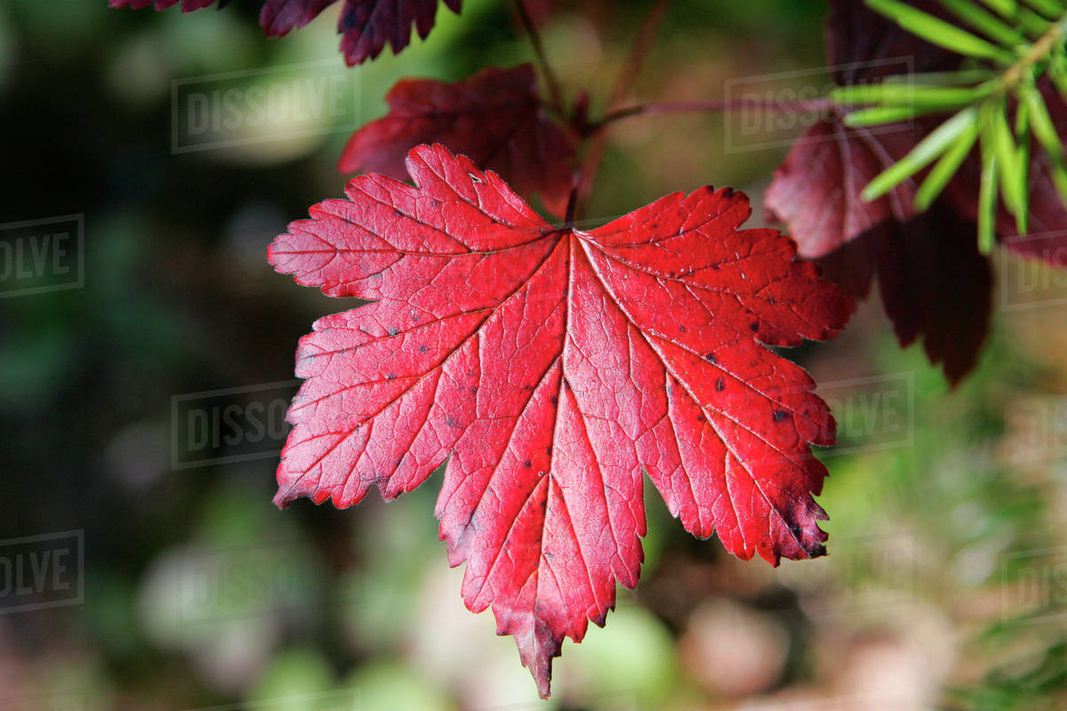 Maple Leaf, Quebec - Stock Photo - Dissolve