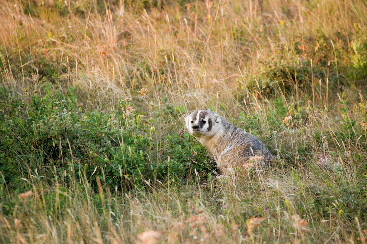 American Badger (Taxidea Taxus) In Rocky Mountain Foothills, Waterton ...