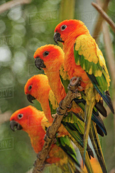 Orange Parakeets; Chiang Mai, Thailand - Royalty-free Stock Photo ...