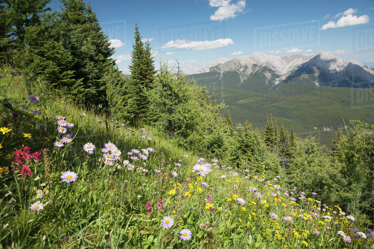 Beautiful Side Mountain Flowers