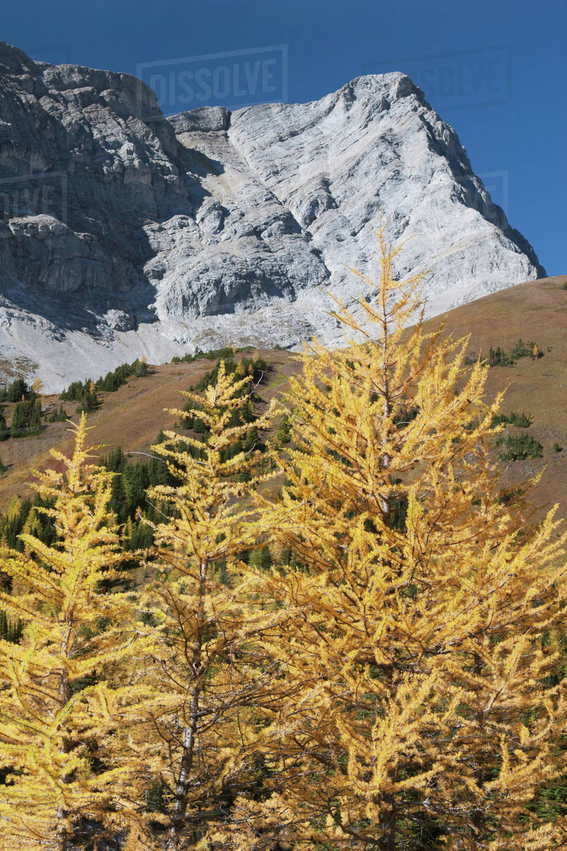 Golden Larch Trees In The Fall And A Mountain In The Distance With Blue ...