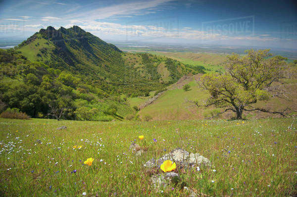 View Of Butte And Wildflowers; Sutter Buttes, California, United States ...