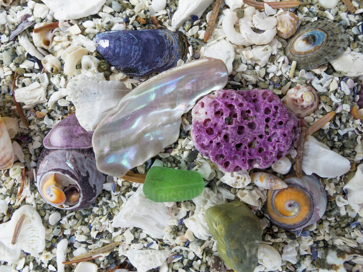 Shells Of All Sizes Shapes And Colors On The Beaches Of Barkley Sound ...
