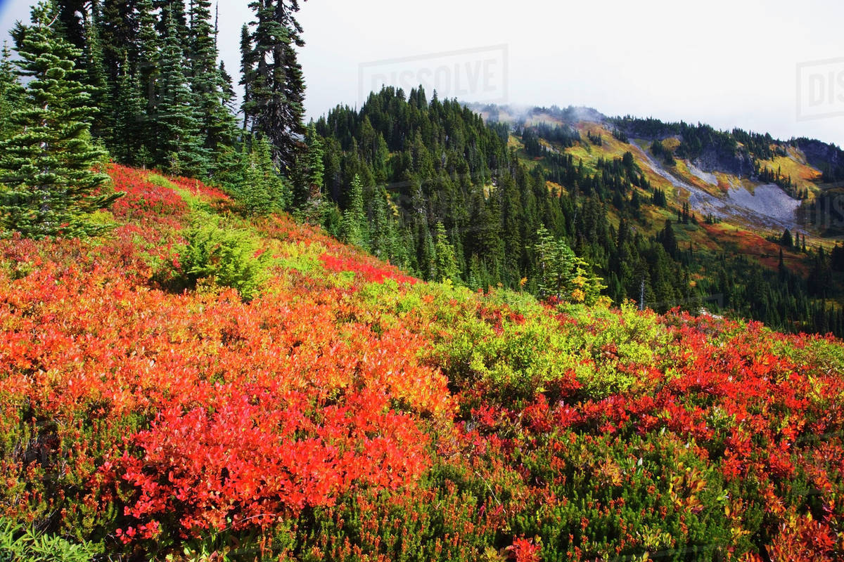 Beautiful Autumn Colors And Tatoosh Mountains Mt. Rainier National Park ...