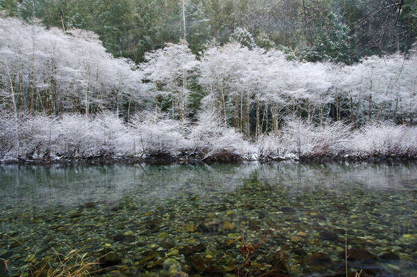 Snow covered trees lining the smith river during a northern california ...