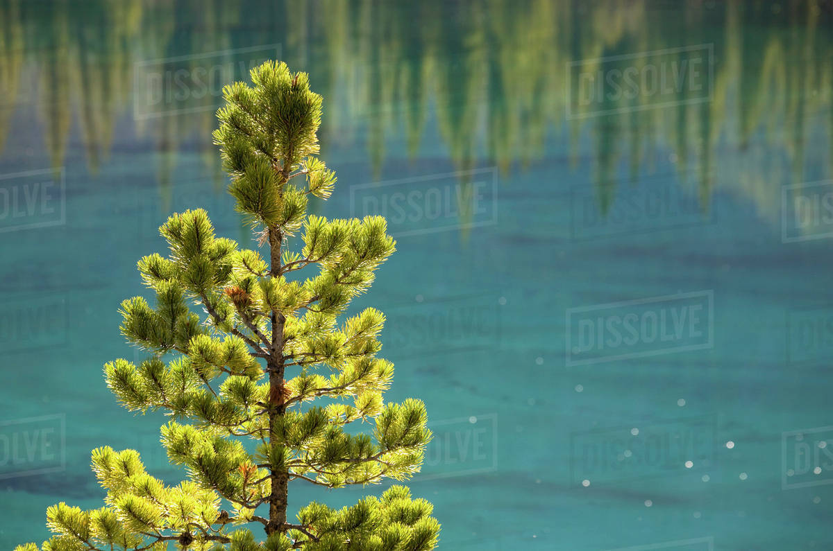 Backlit evergreen tree with mountain blue lake in the background ...
