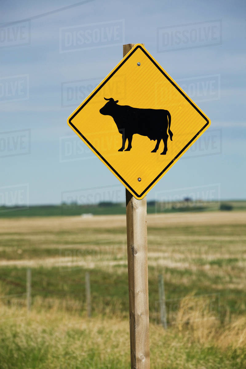 Cattle road sign with a field in the background and blue sky near ...