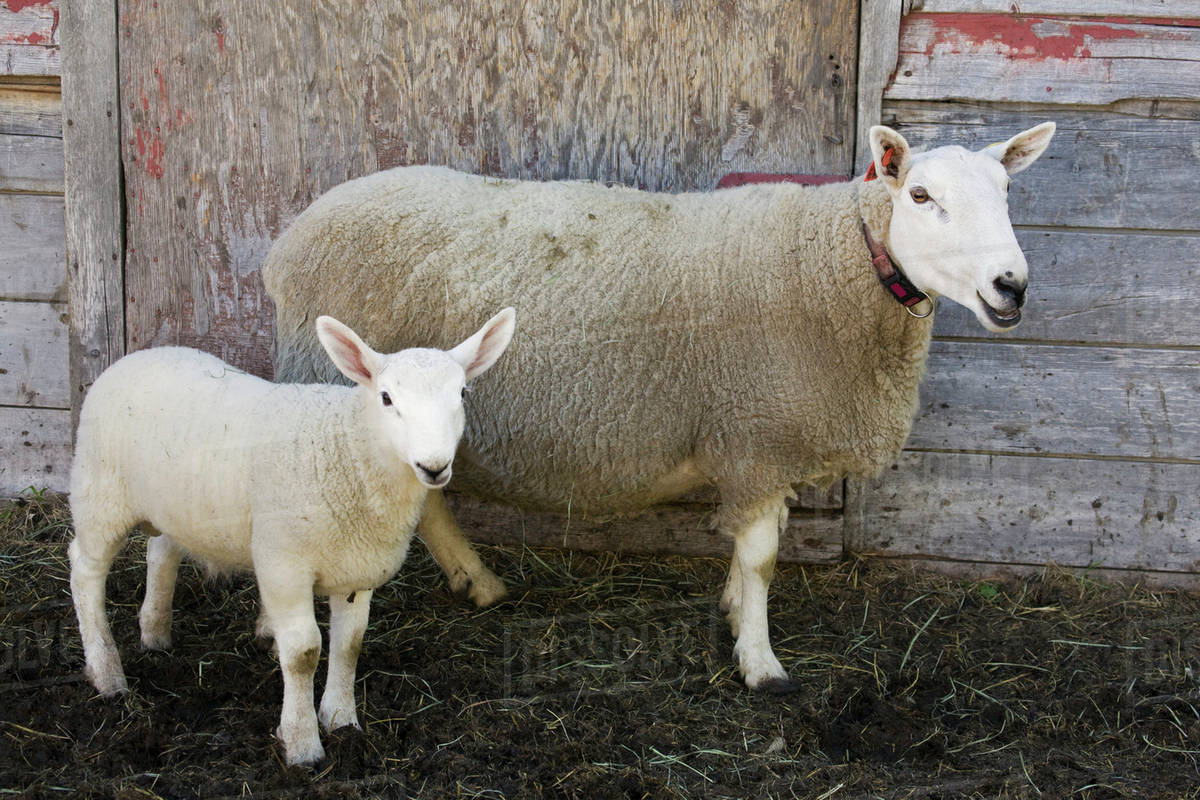 Two sheep mother and baby standing against the outside of a rustic ...