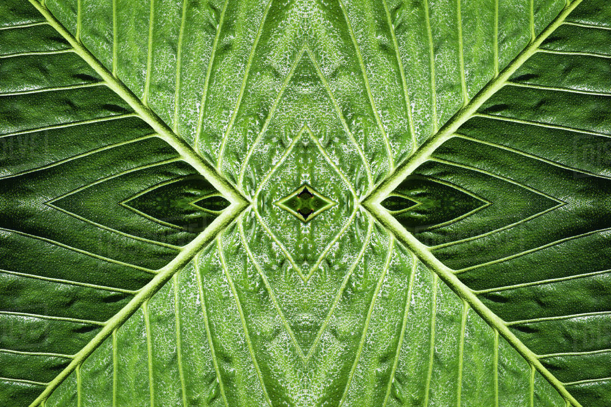 Close up of vein patterns in leaves;Gold coast queensland australia ...