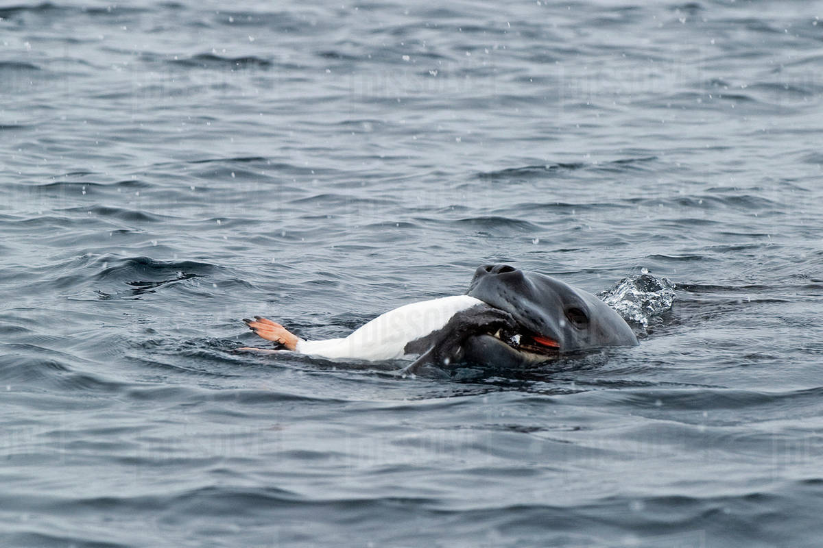 Leopard seal (hydrurga leptonyx);Antarctica - Royalty-free Stock Photo ...