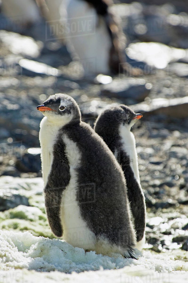 Gentoo penguins (pygoscelis papua);Antarctica - Royalty-free Stock ...