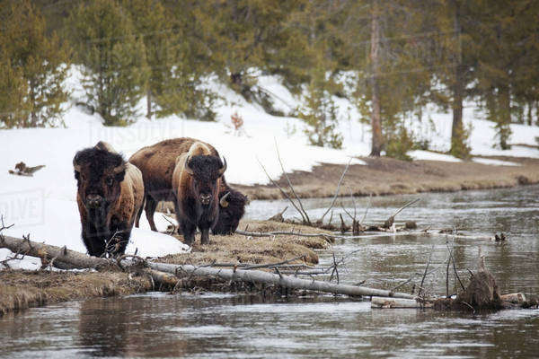 Buffalo walking along the river's edge in yellowstone national park ...
