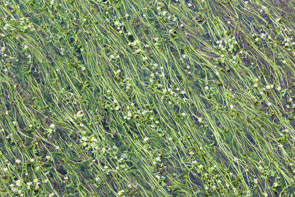 Flowering river weed;Dunmanyway county cork ireland - Royalty-free ...