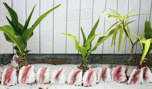 Conch shells lined up in a garden for decoration;Anegada british virgin ...