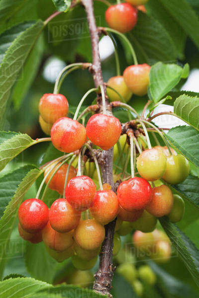 Close up of a cluster of ripe and unripe cherries on a cherry tree ...