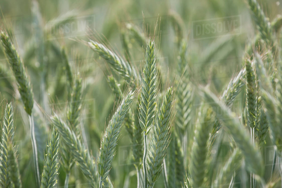 Close up of unripe green triticale heads in a field;Lacombe alberta ...