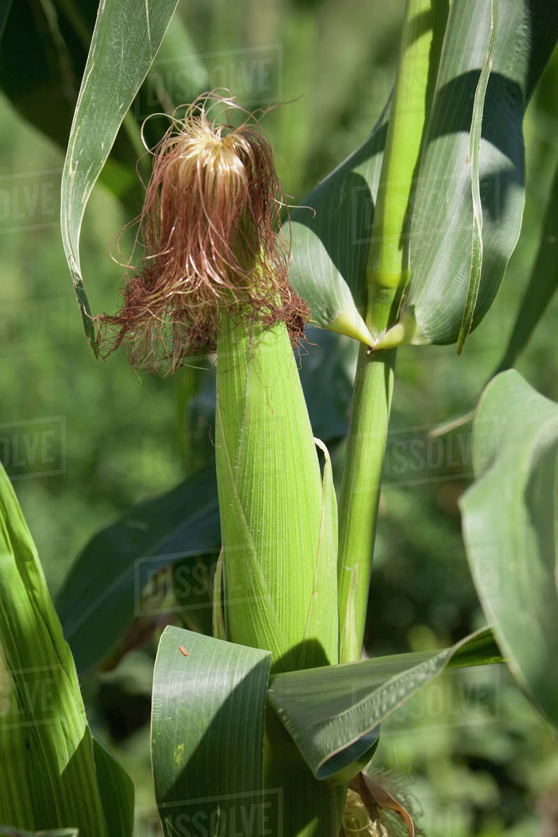 Close up of an ear of corn on a corn plant;Alberta canada - Royalty ...