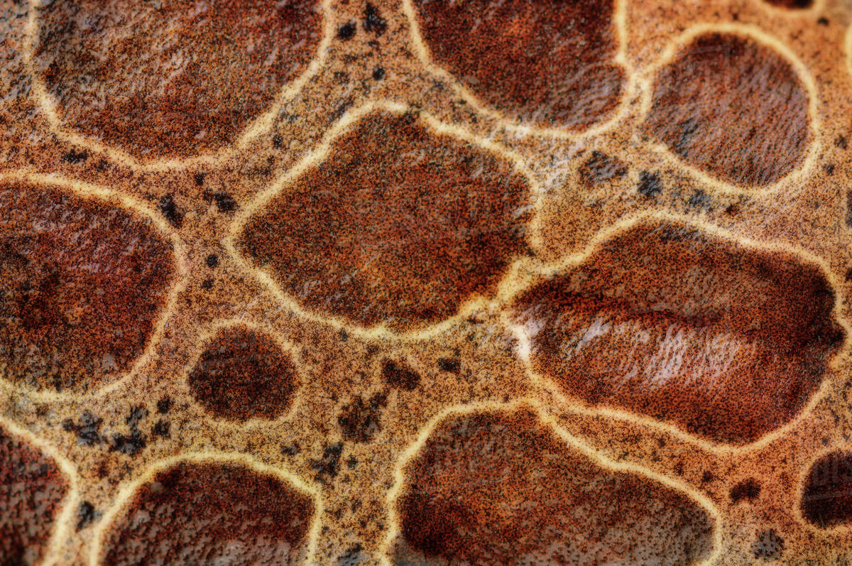 Fire-leg walking frog skin pattern;St. albert alberta canada - Stock ...