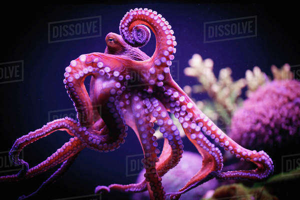 Octopus;Israel - Stock Photo - Dissolve