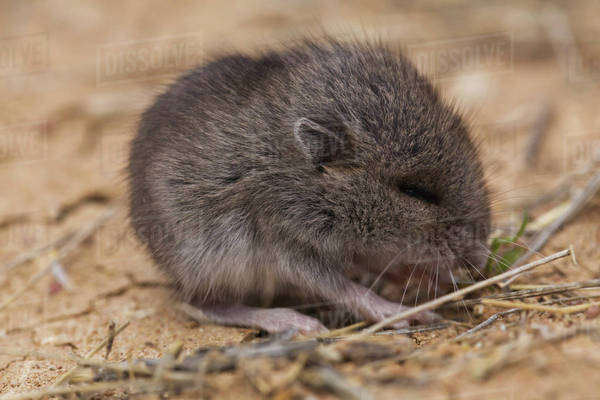 Baby deer mouse in badlands national park; south dakota united states ...