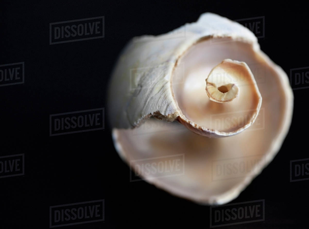 Hollowed shell from newfoundland shores on a black background;Alberta ...