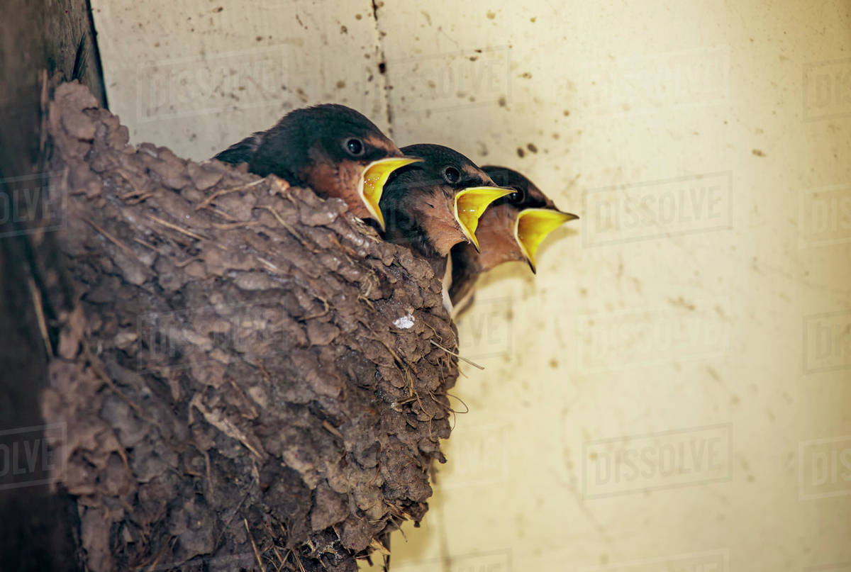 Three baby birds in a nest calling to their mother;Perthshire scotland ...
