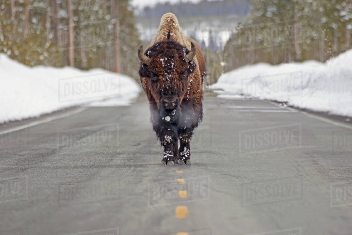 Buffalo walking down the middle of the road in yellowstone national ...