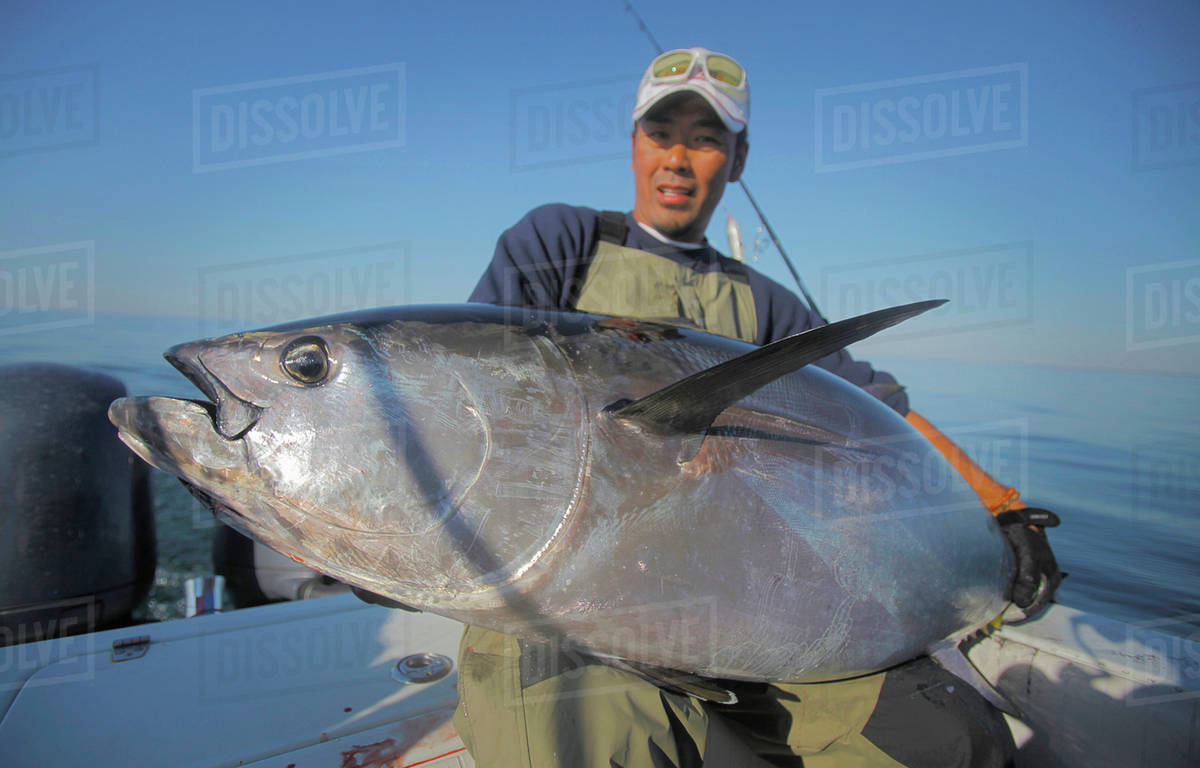 A man holding a bluefin tuna; stellwagen bank boston massachusetts ...