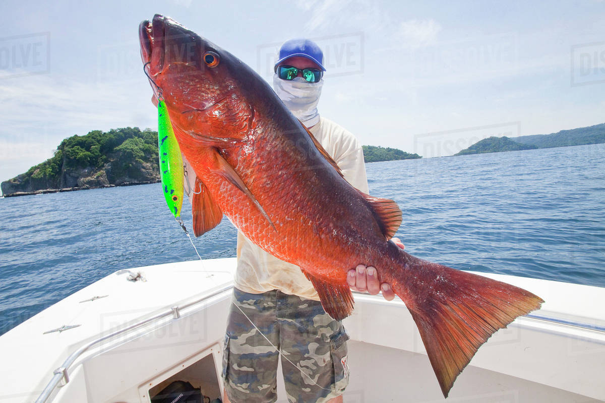 Man holds cubera snapper (lutjanus cyanopterus); panama - Stock Photo ...