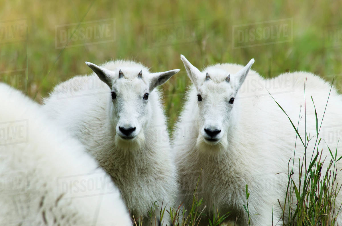 Juvenile mountain goats (oreamnos americanus);Yukon canada - Stock ...