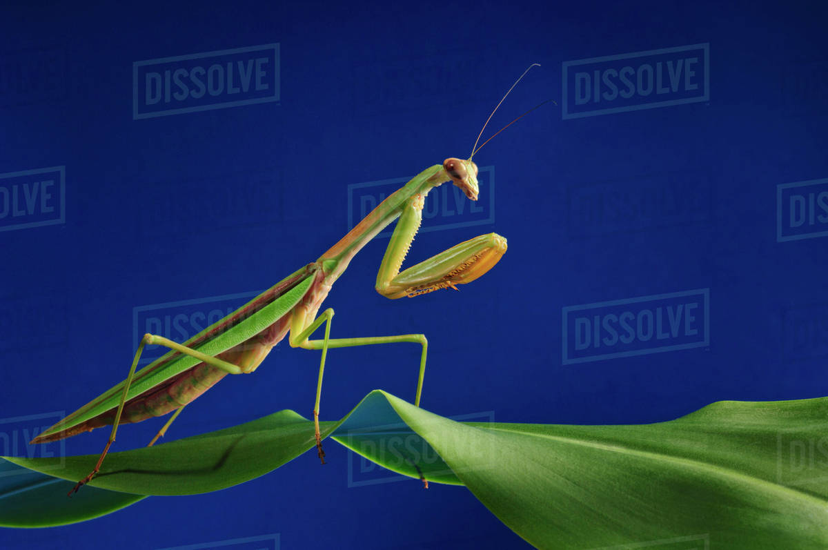 Praying mantis on a blue background;St. albert alberta canada - Stock ...