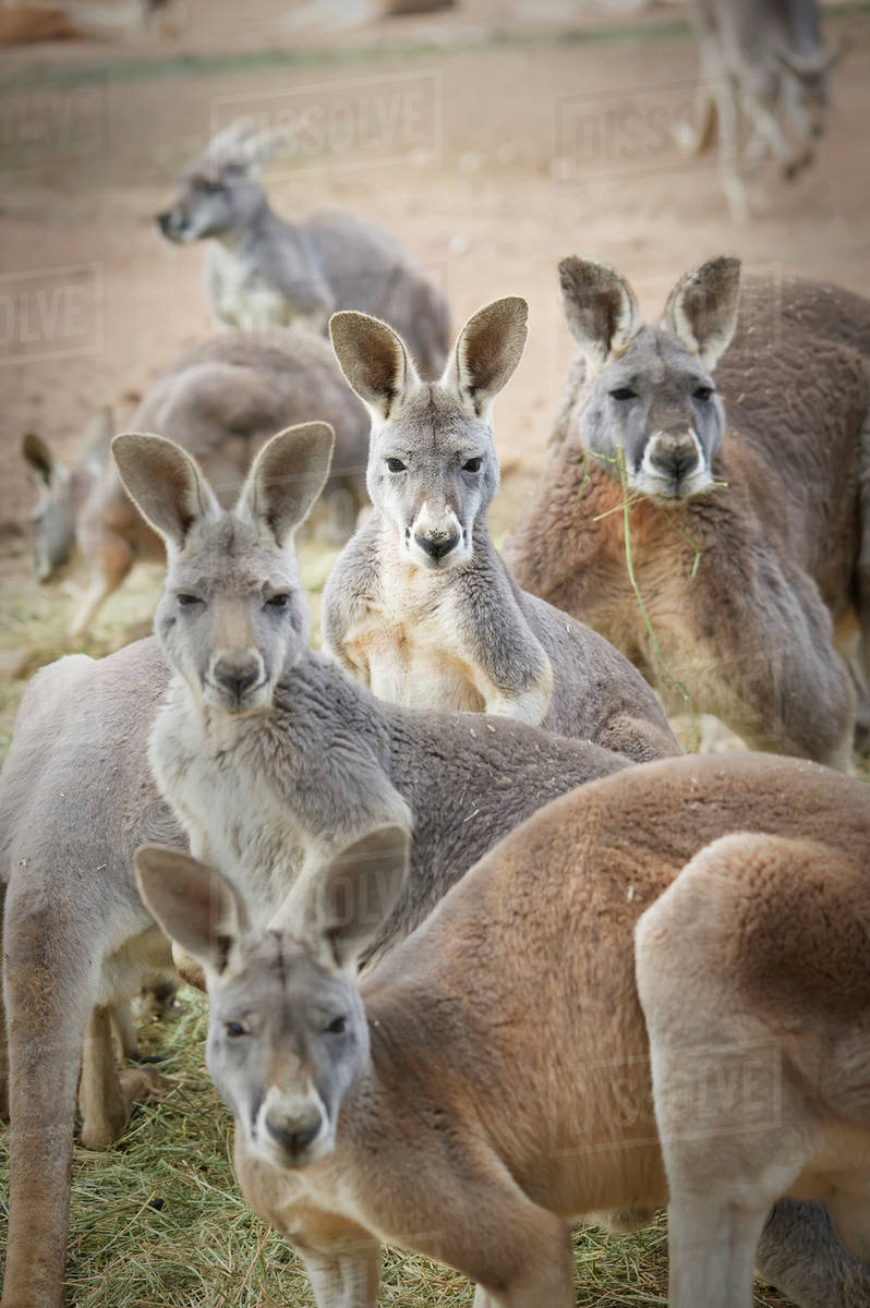 Kangaroos;Waga waga australia - Royalty-free Stock Photo | Dissolve