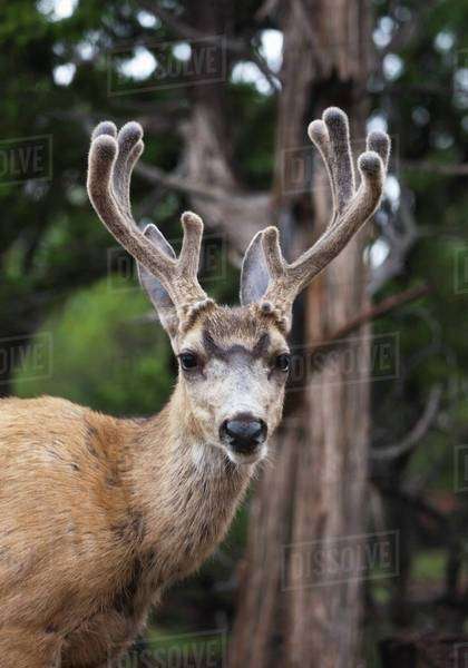 Mule Deer Buck (Odocoilus Hemionus) With Antlers In Velvet In Pinon ...