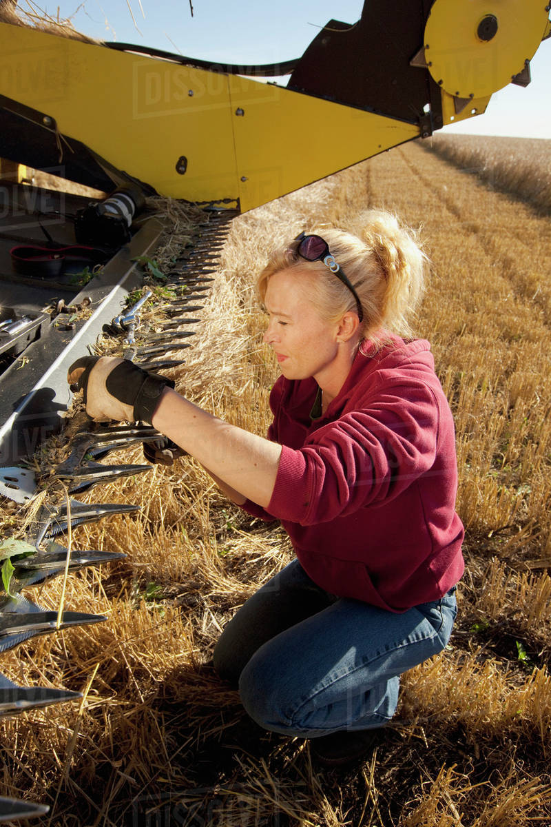 A Woman Works On A Combine In A Wheat Field; Three Hills, Alberta ...