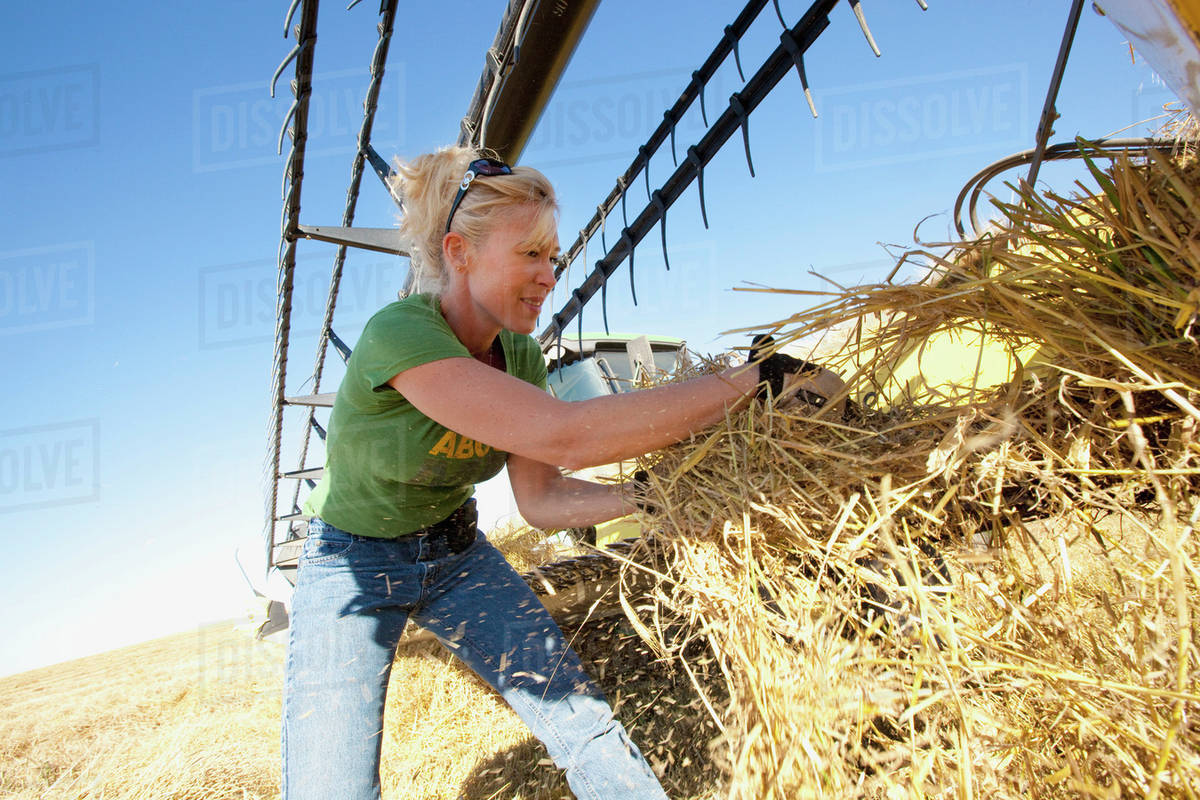 A Woman Works On A Combine In A Wheat Field; Three Hills, Alberta ...