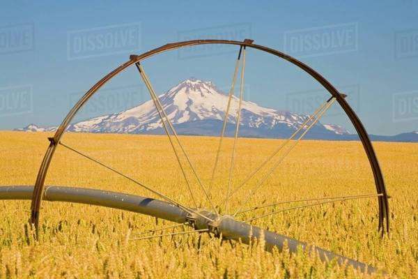Irrigation Pipe In Wheat Field With Mount Hood In Background; Oregon ...